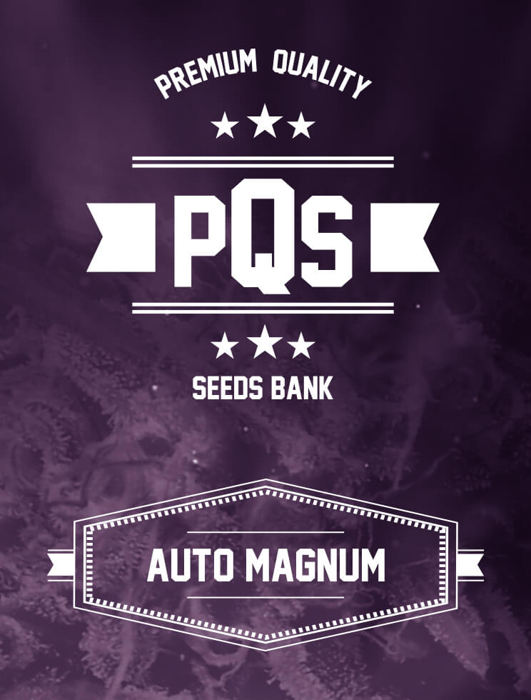 Auto Magnum - Premium Quality Seeds