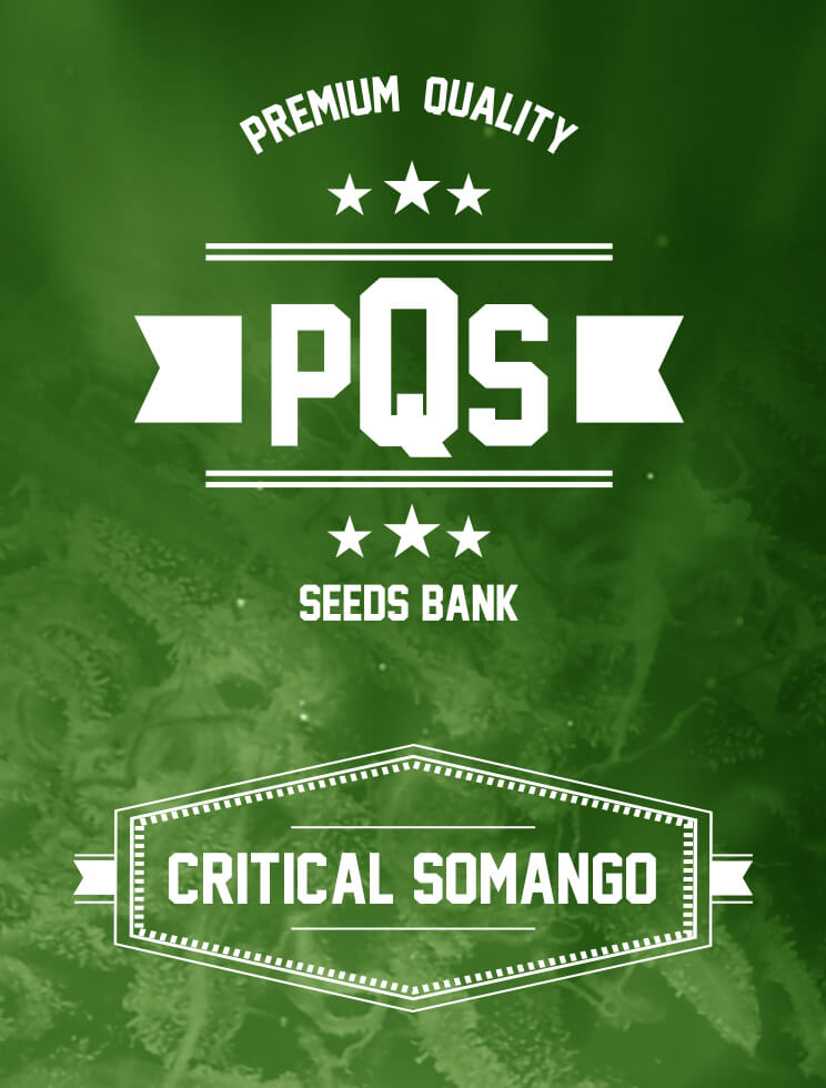 Critical Somango - Premium Quality Seeds