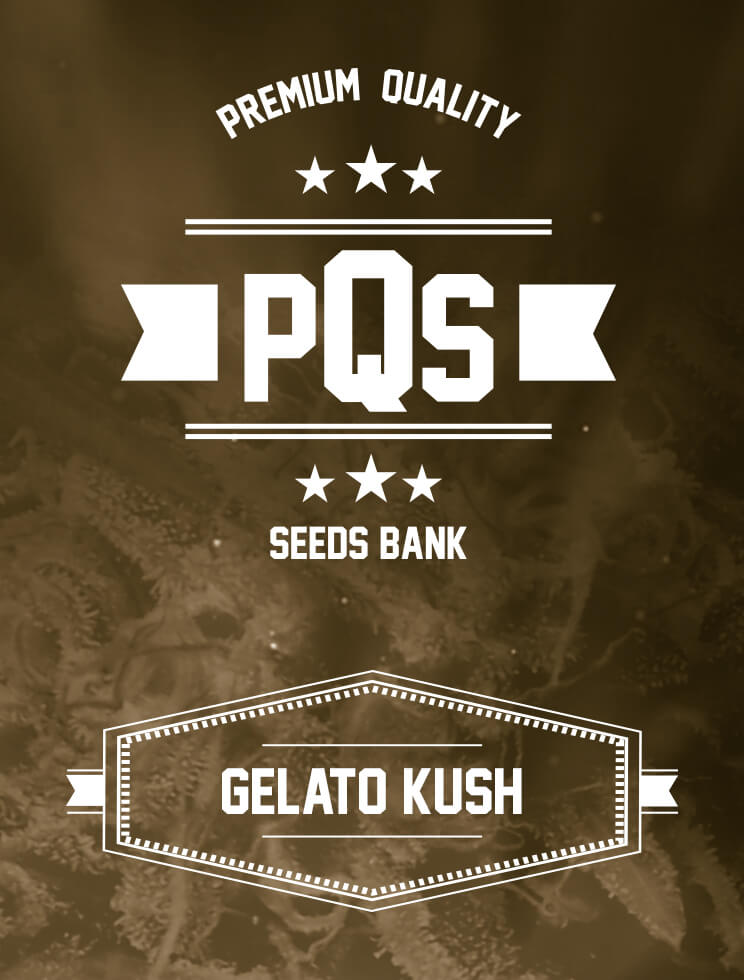 Gelato Kush - Premium Quality Seeds